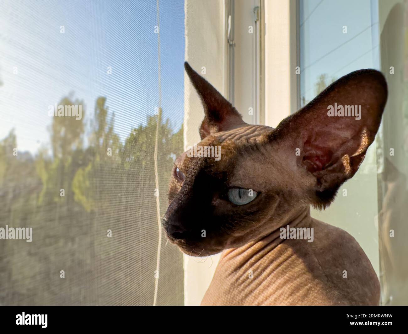 Sphinx cats hi-res stock photography and images - Alamy