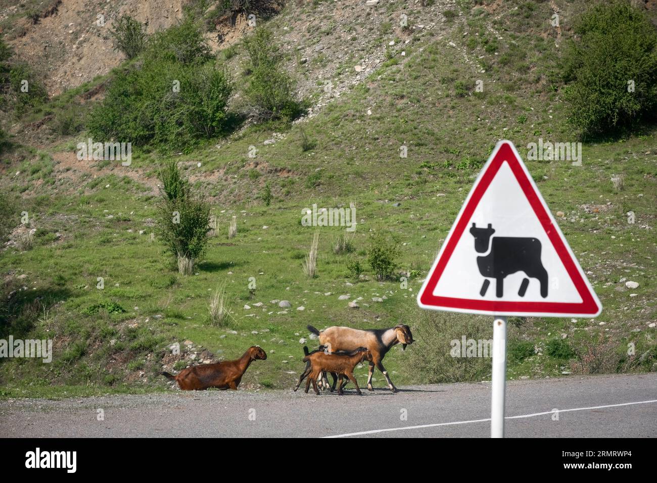 Goats crossing road hi-res stock photography and images - Alamy