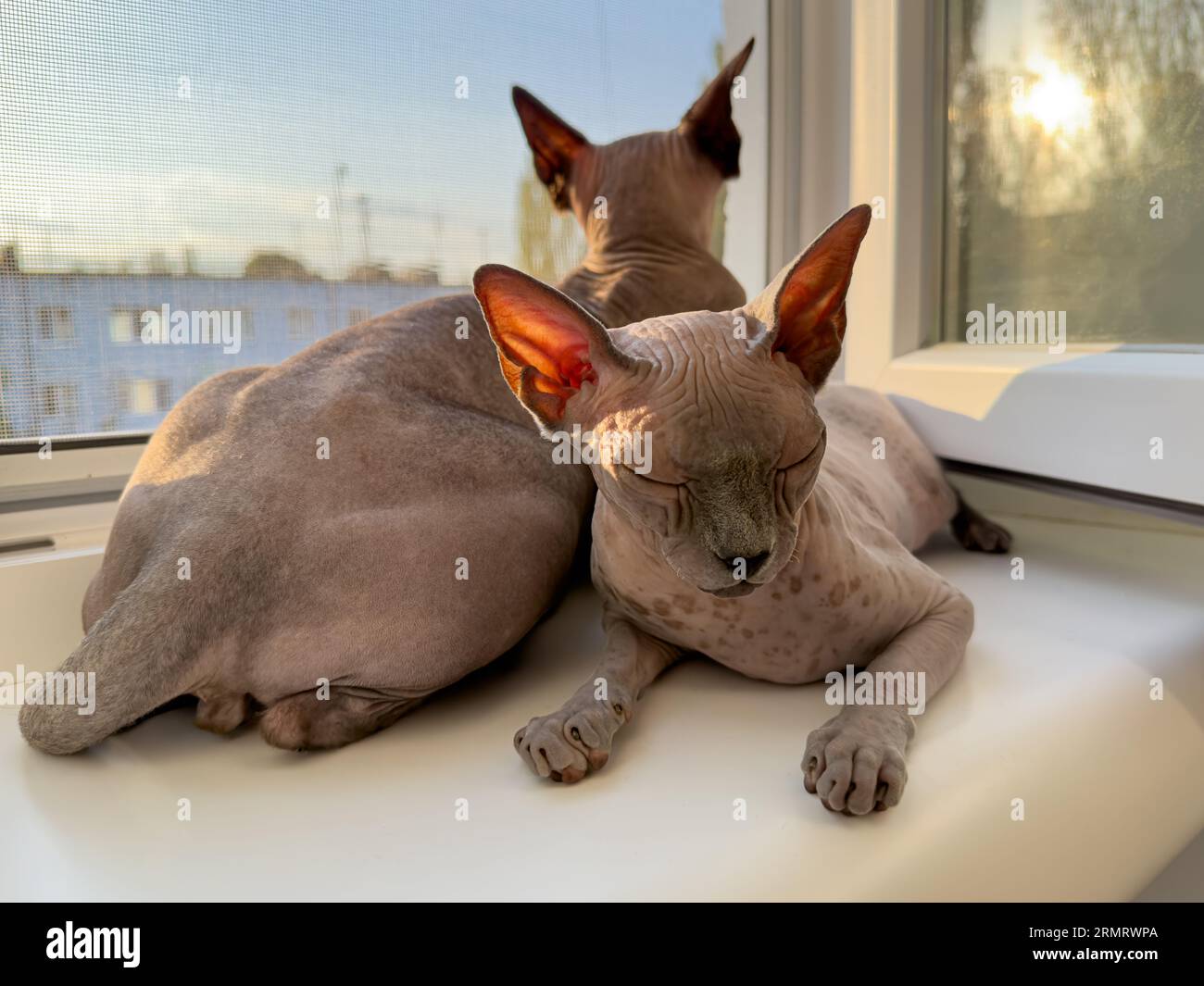 Cat windowsill asleep hi-res stock photography and images - Alamy