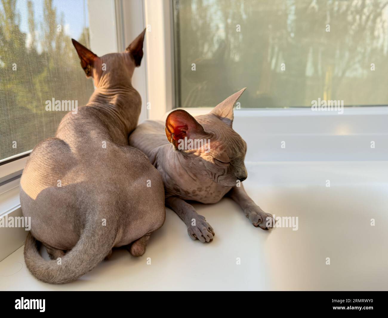 Sphinx cats hi-res stock photography and images - Alamy