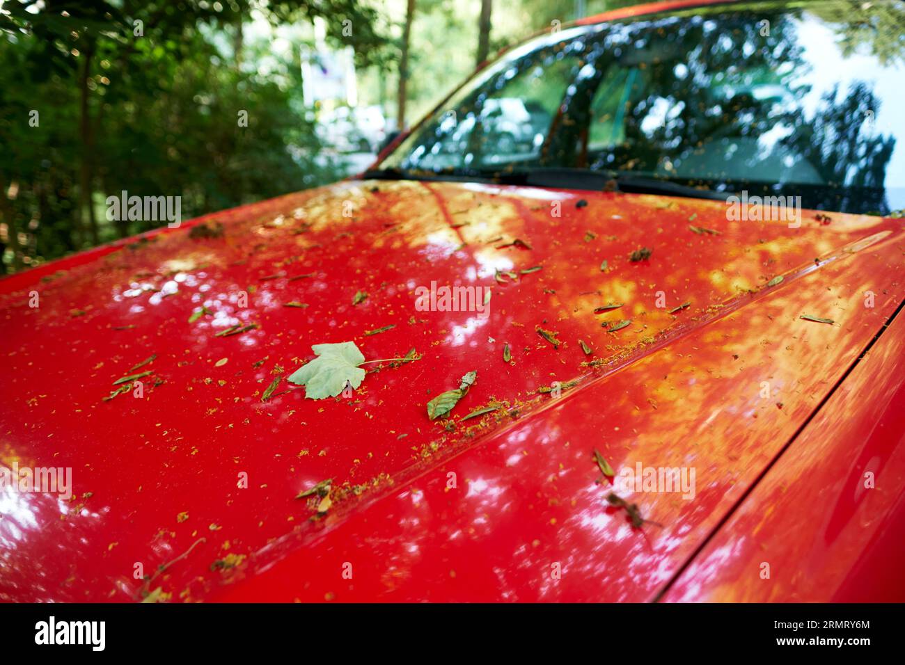 Close-up of a red car with fallen leaves on the hood. Car forgotten in ...