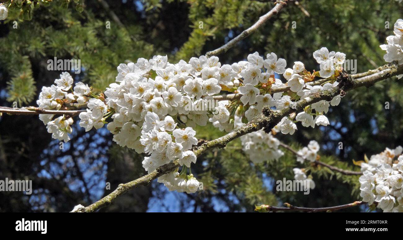 Blooming Cherry Tree, prunus sp., Normandy in France Stock Photo - Alamy