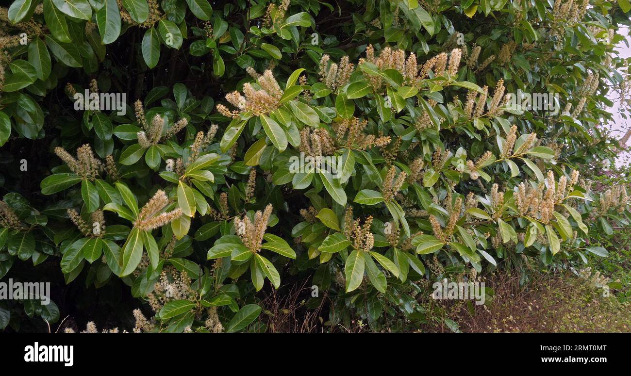 Cherry Laurel or Laurel Cherry, prunus laurocerasus, Blooming Tree in ...