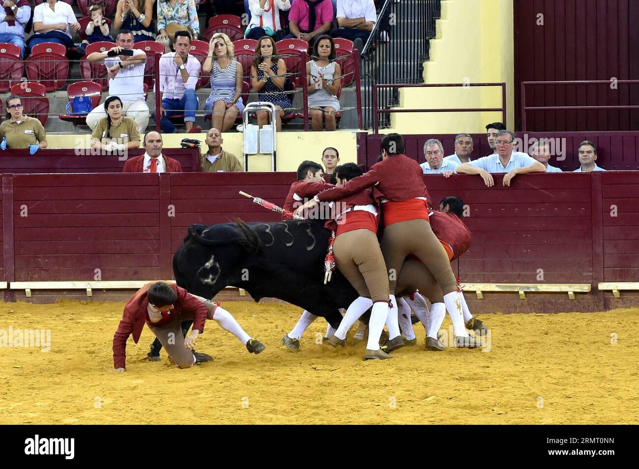Portuguese matadors catch a bull during a traditional Portuguese ...