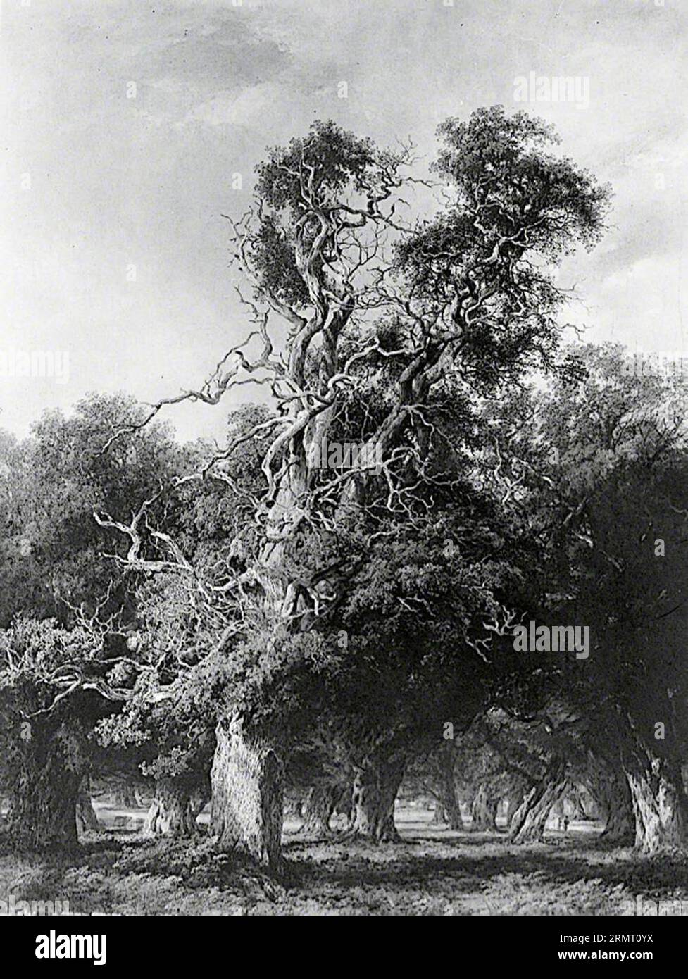 Arden forest hi-res stock photography and images - Alamy