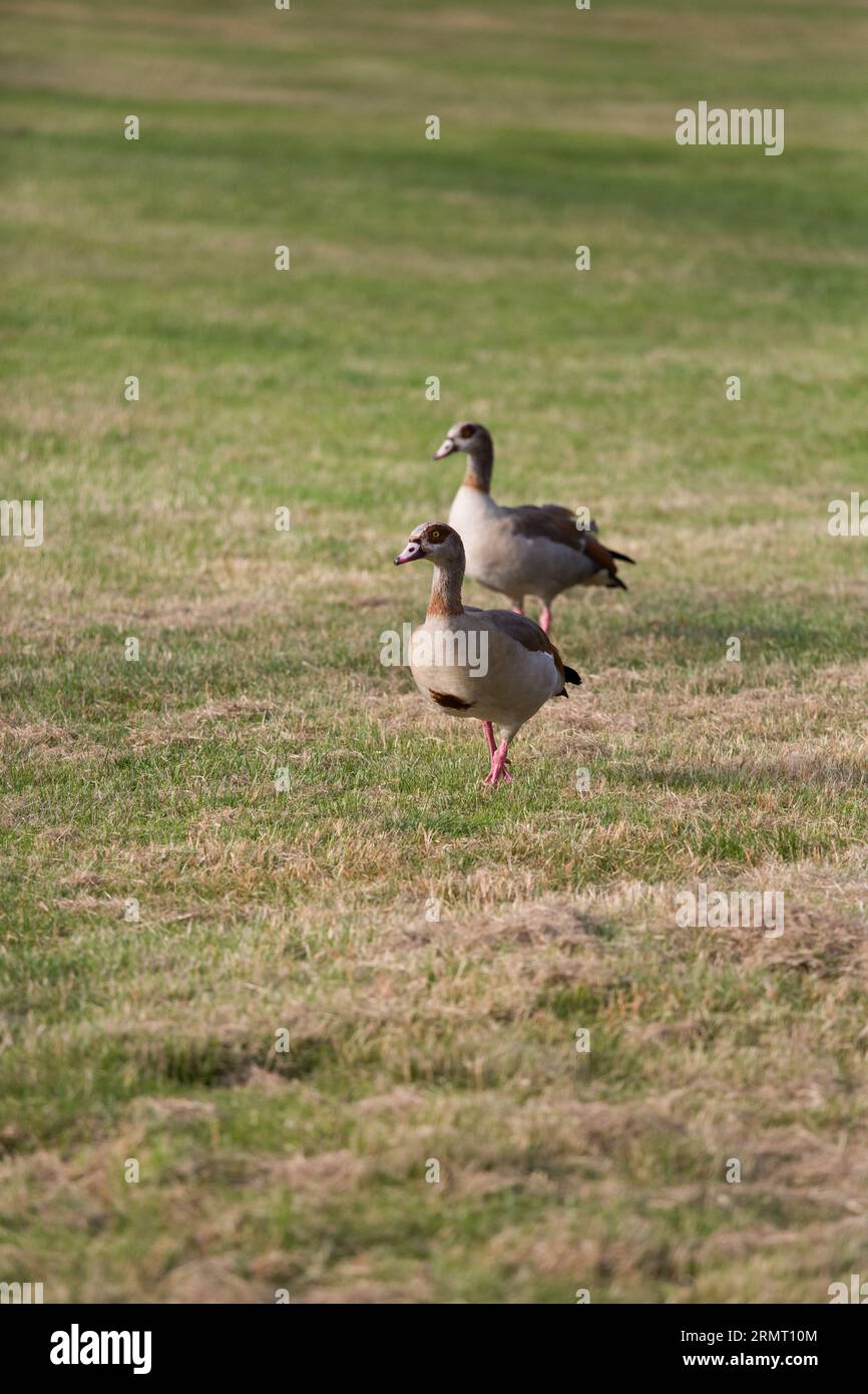 Two ducks walking Stock Photo - Alamy