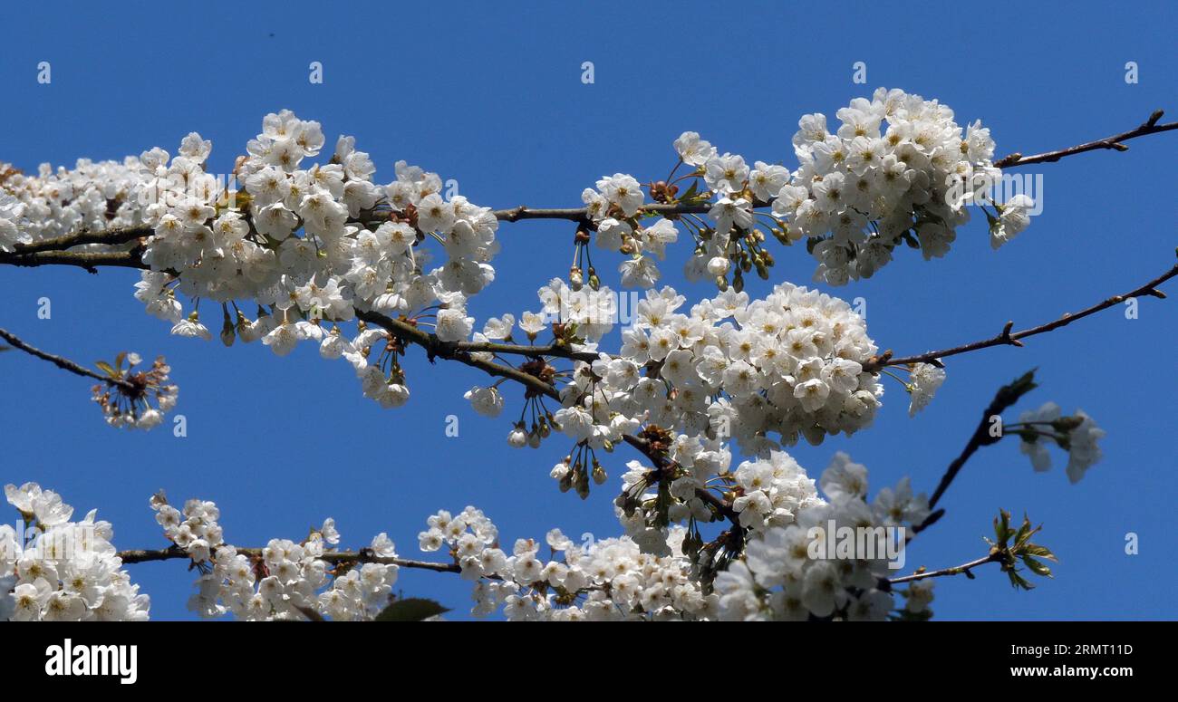 Blooming Cherry Tree, prunus sp., Normandy in France Stock Photo - Alamy