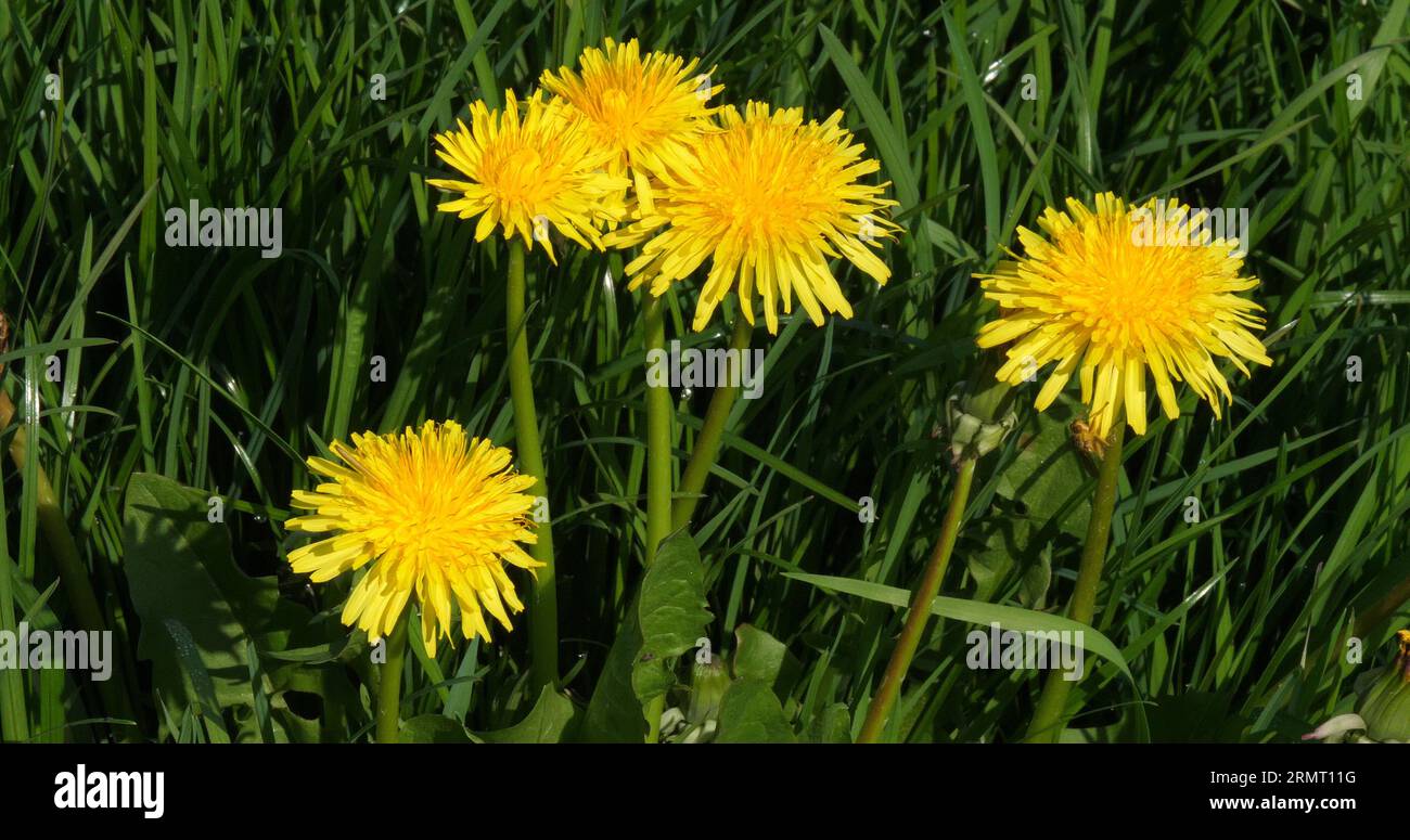 Meadow with Dandelion Flowers, taraxacum officinale, Normandy in France ...