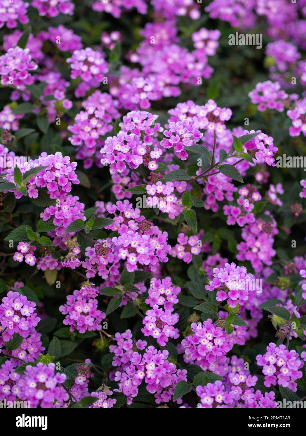 Beautiful spring background with campanula flowers. Purple natural ...