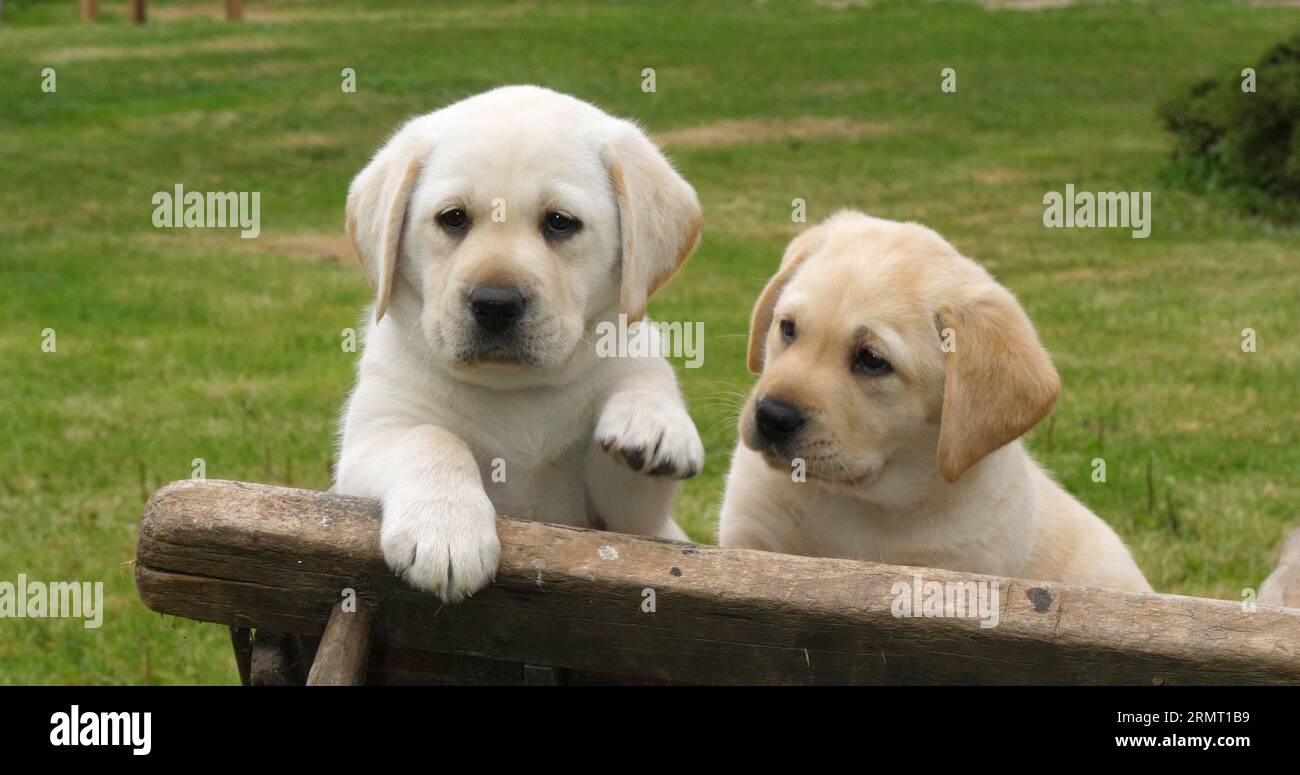 Labrador Retriever, Two Yellow Puppies in a Wheelbarrow, Normandy in ...