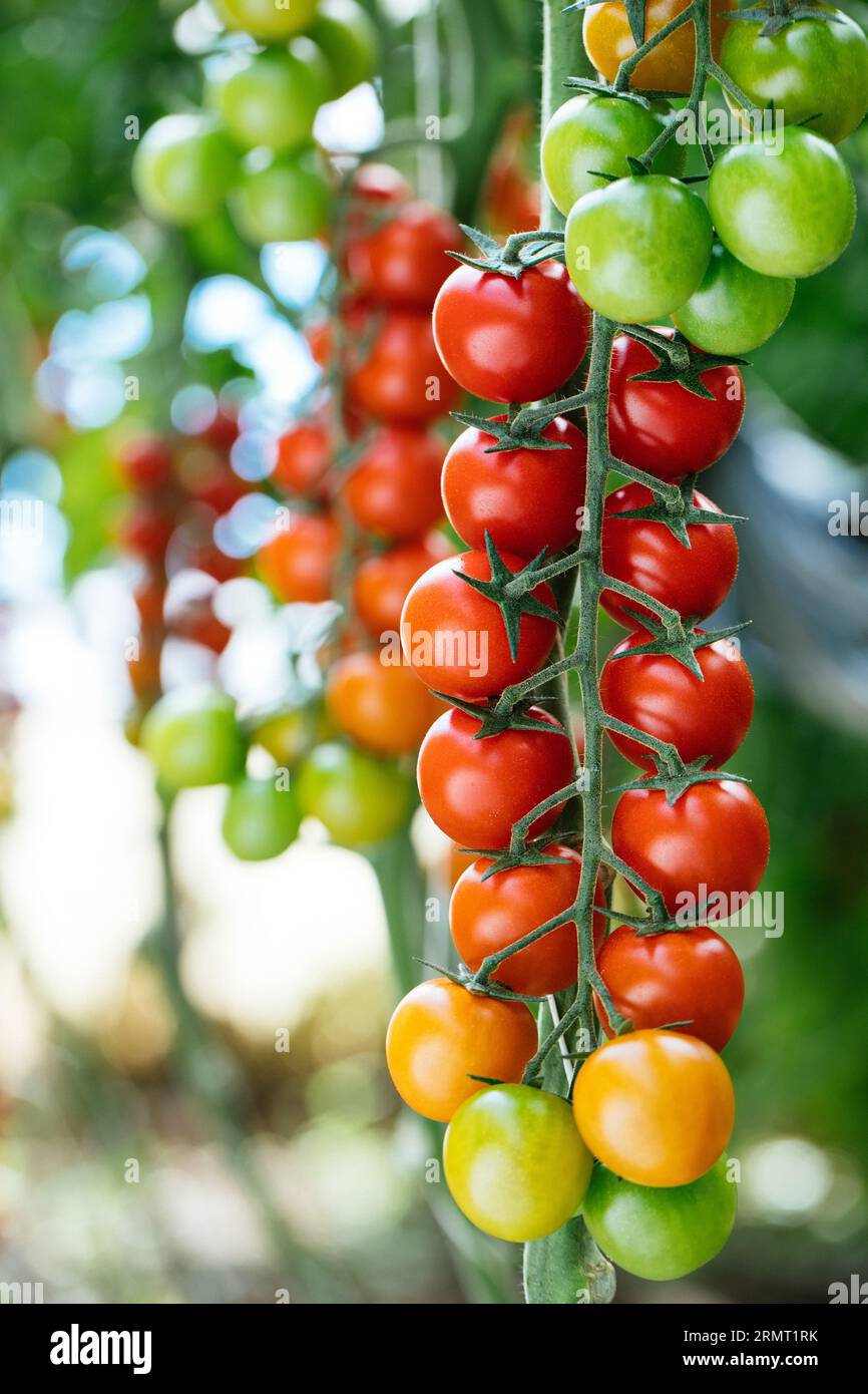 Tomato of pachino hi-res stock photography and images - Alamy