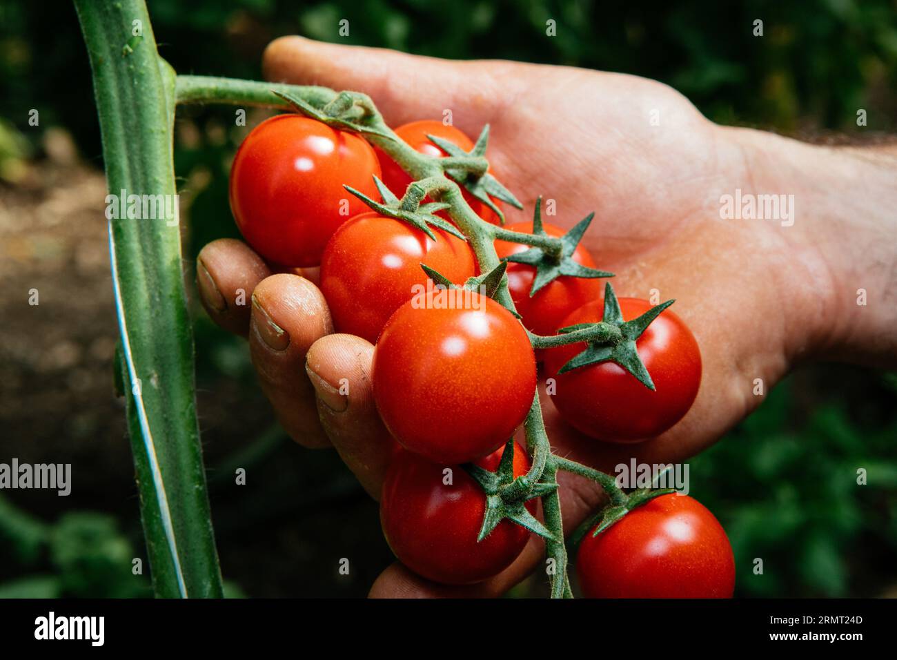 Tomato Field - Italian Food Stock Photo - Alamy