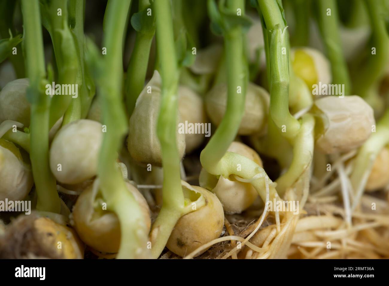 A large number of pea roots are light yellow in color, the thin root ...
