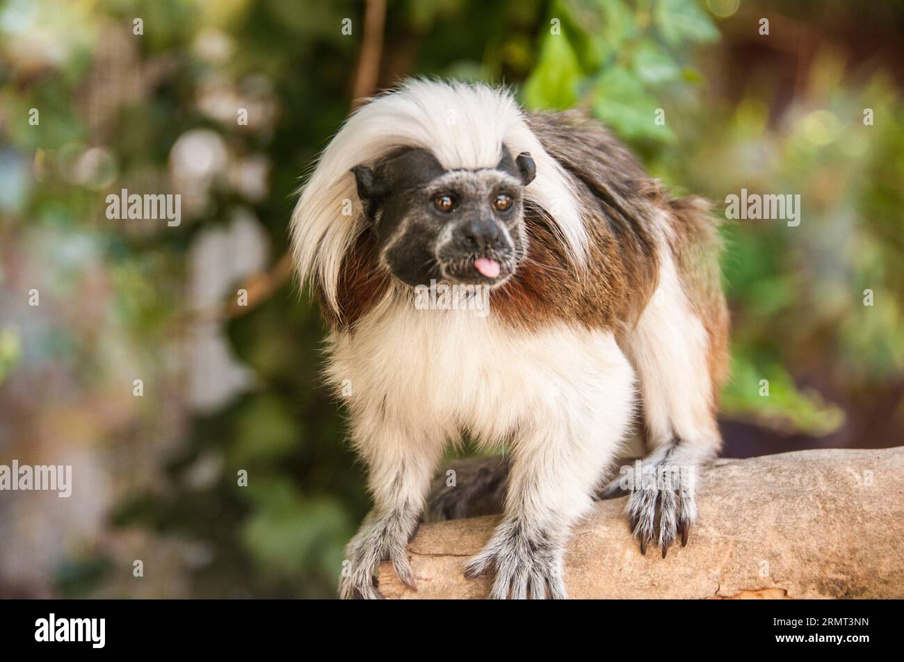 Zoo animals in wild hi-res stock photography and images - Alamy
