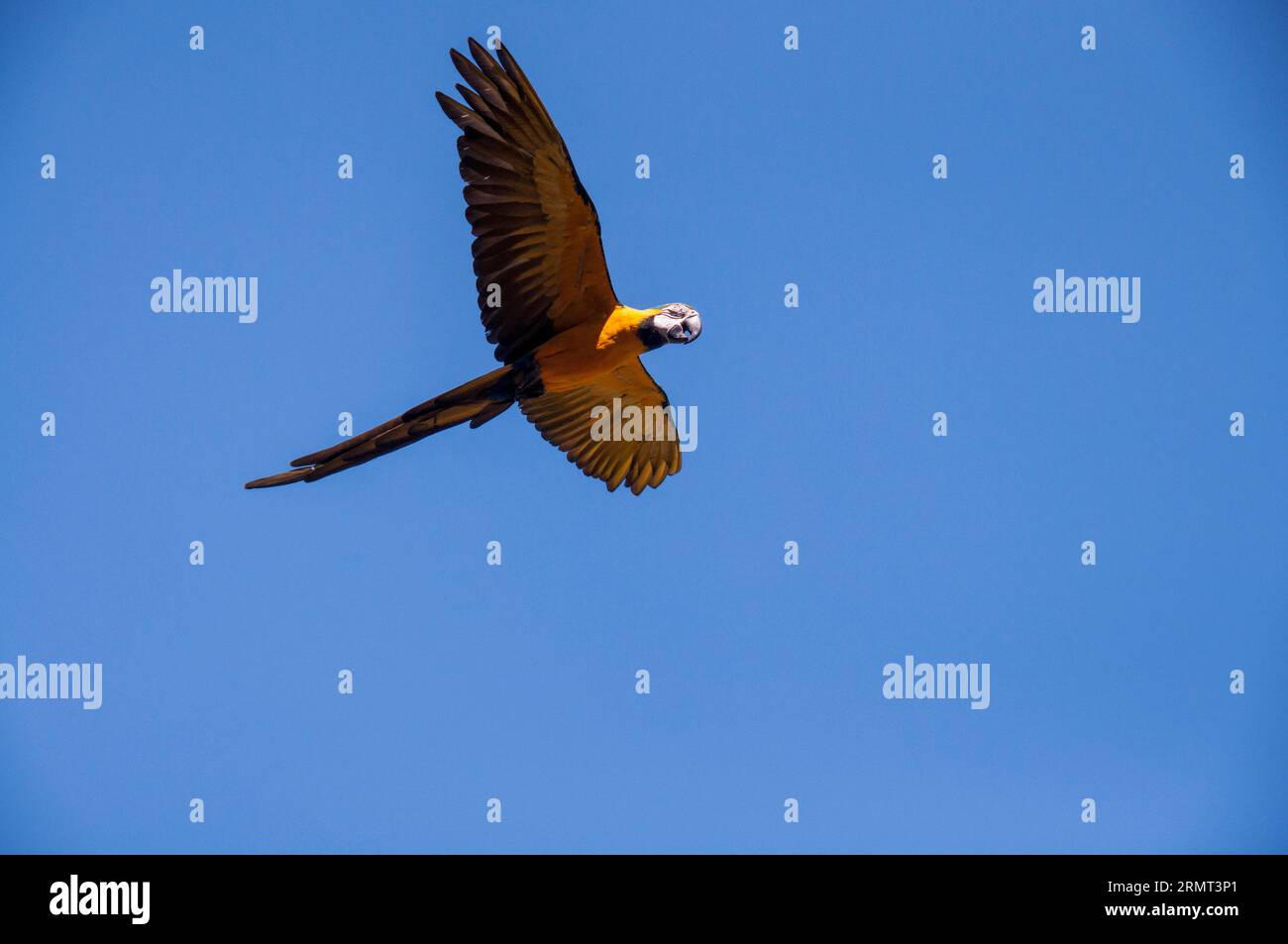 Flying with animals hi-res stock photography and images - Alamy