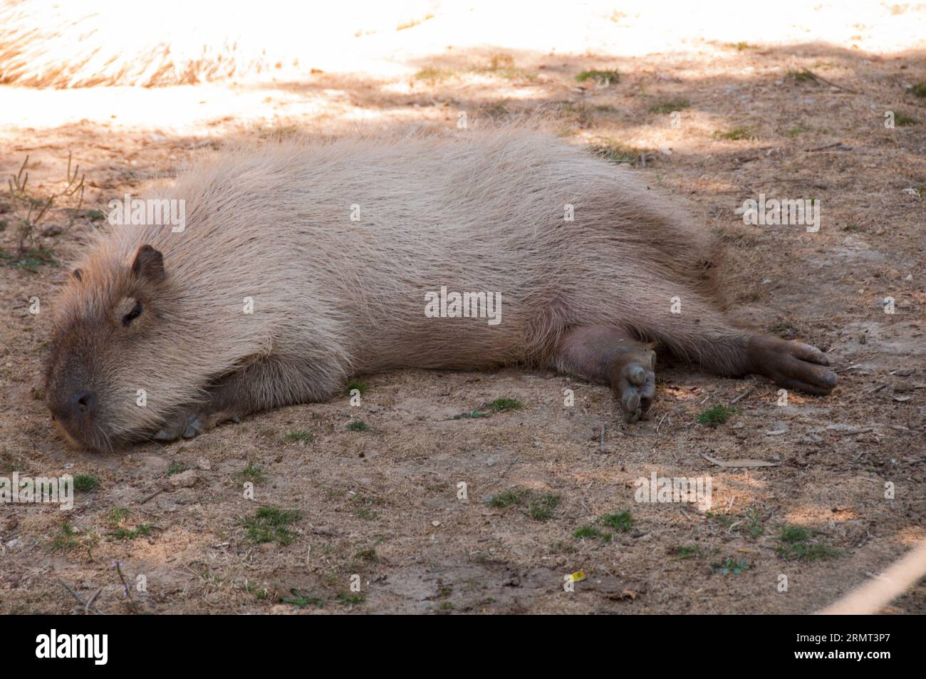 Sleeping capybara hi-res stock photography and images - Alamy