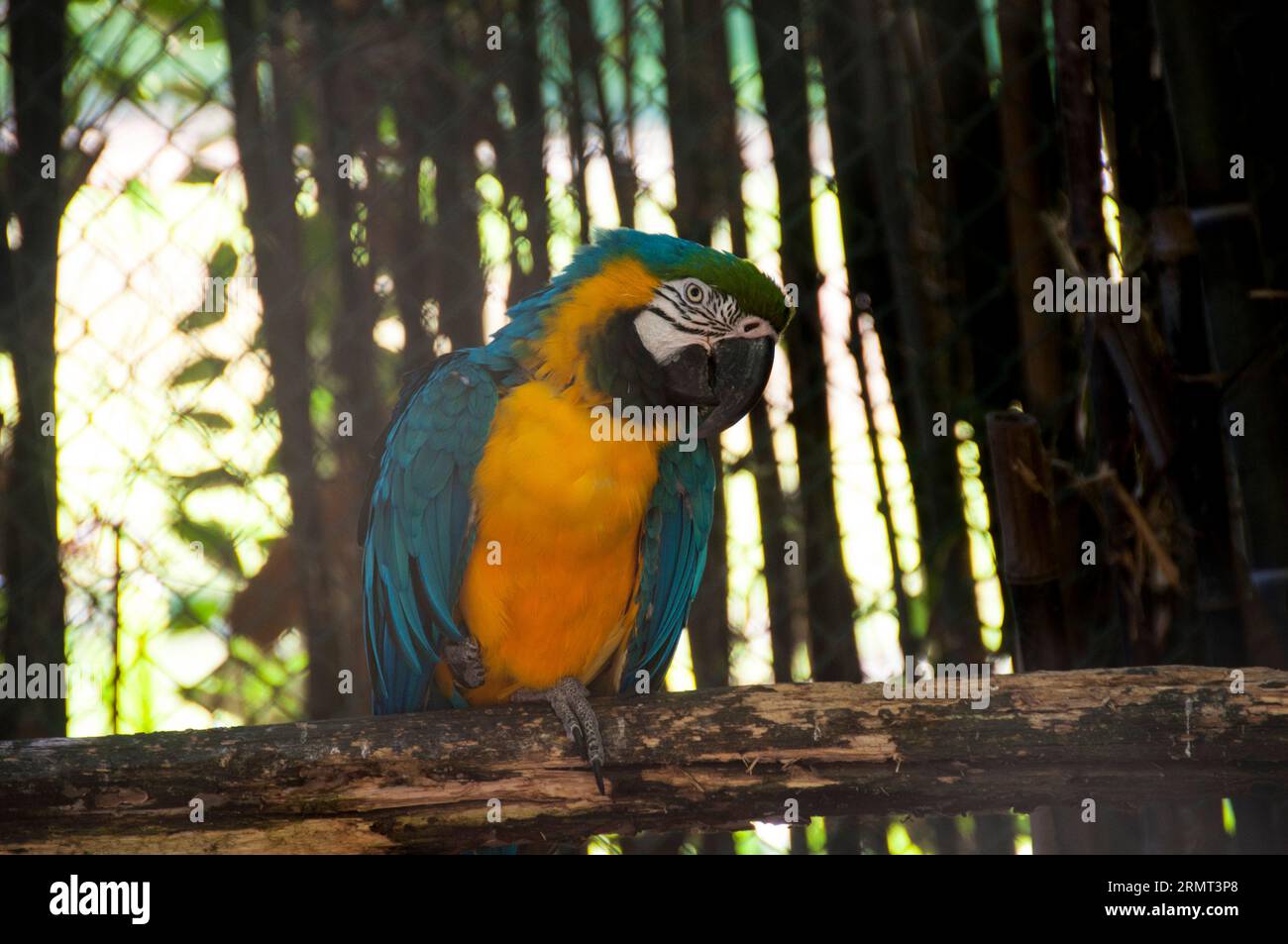 Parrot colors hi-res stock photography and images - Alamy