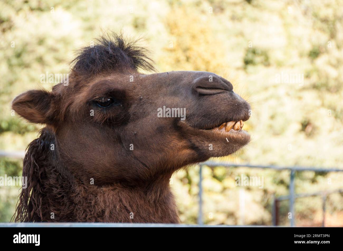 Camel smiling hi-res stock photography and images - Alamy