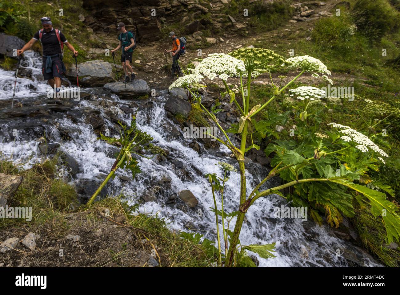 Giant hogweed (Heracleum mantegazzianum or Heracleum giganteum), also ...