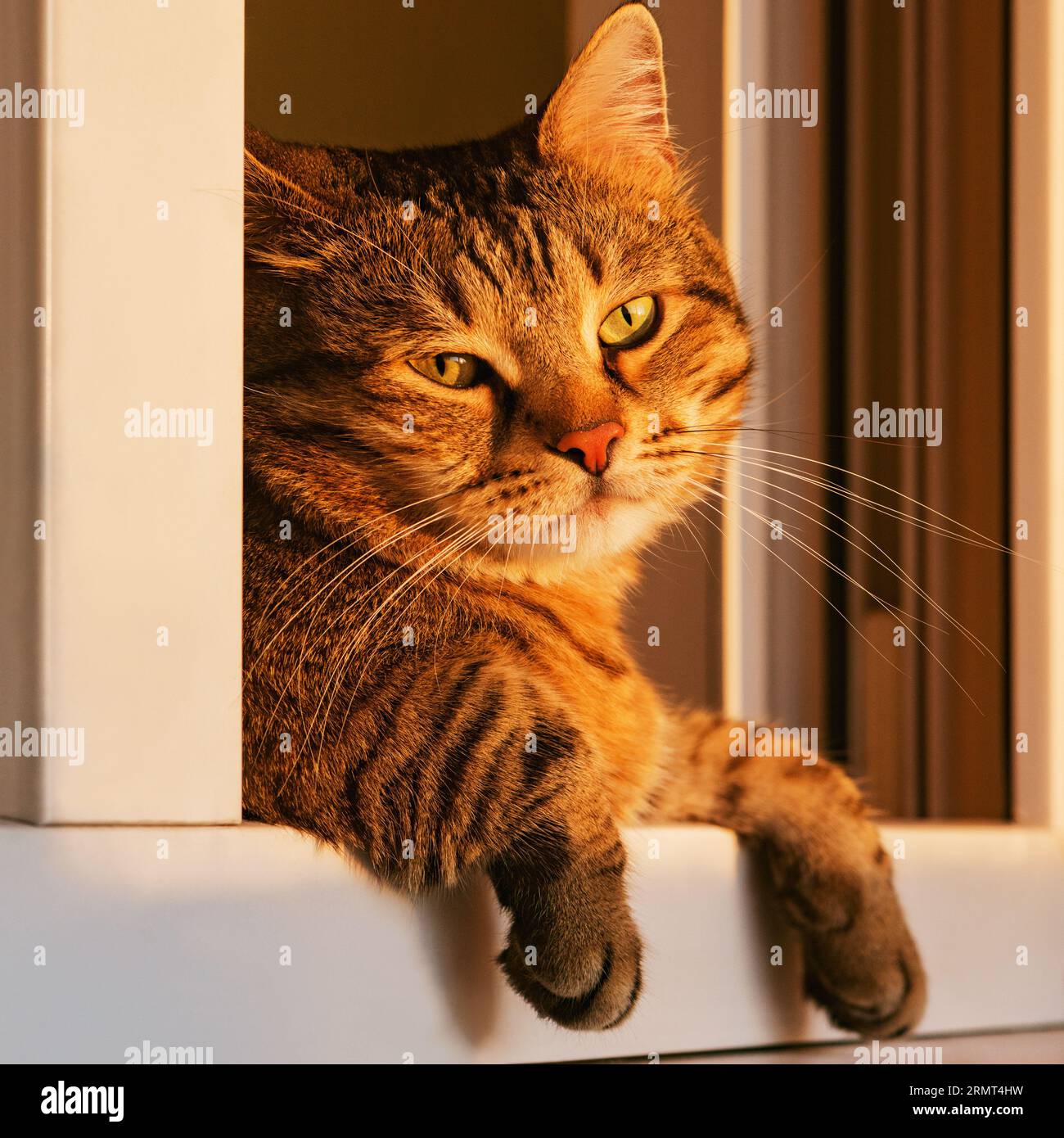 Cute cat sits by the window at sunset Stock Photo - Alamy