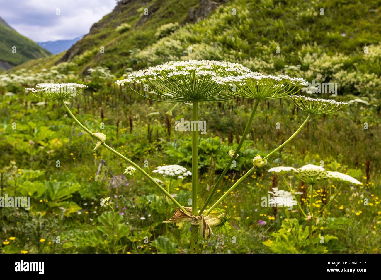 Giant hogweed (Heracleum mantegazzianum or Heracleum giganteum), also ...