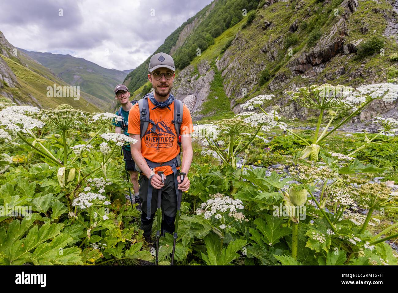 Giant hogweed (Heracleum mantegazzianum or Heracleum giganteum), also ...