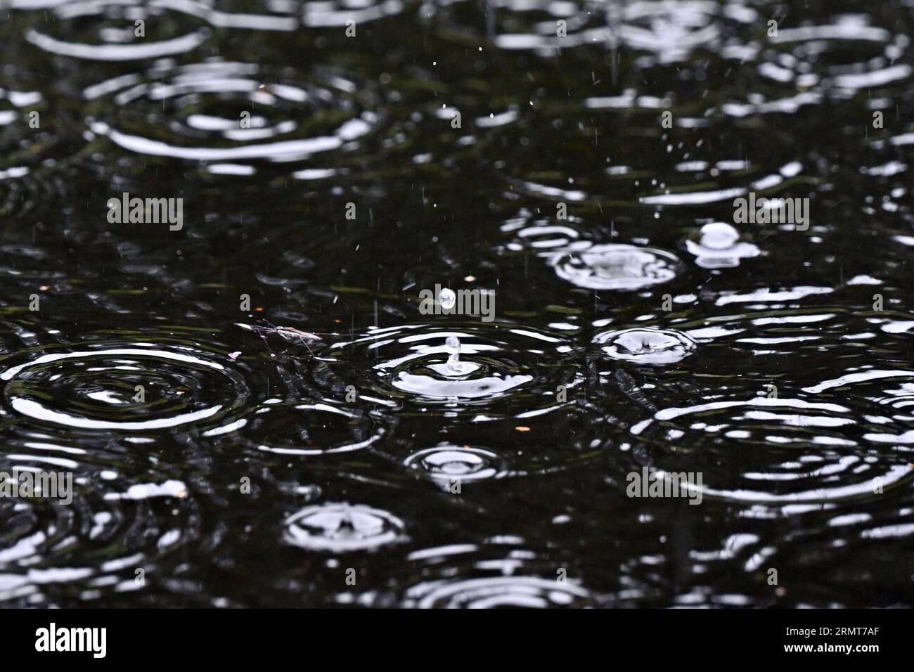 Duisburg, Germany. 30th Aug, 2023. Raindrops fall into a pond in the ...