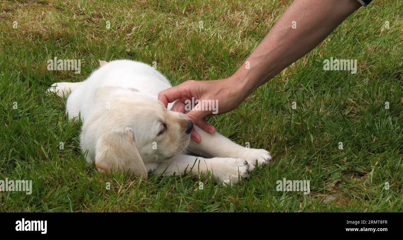 Yellow Labrador Retriever, Puppy Playing with his Mistress on the Lawn ...