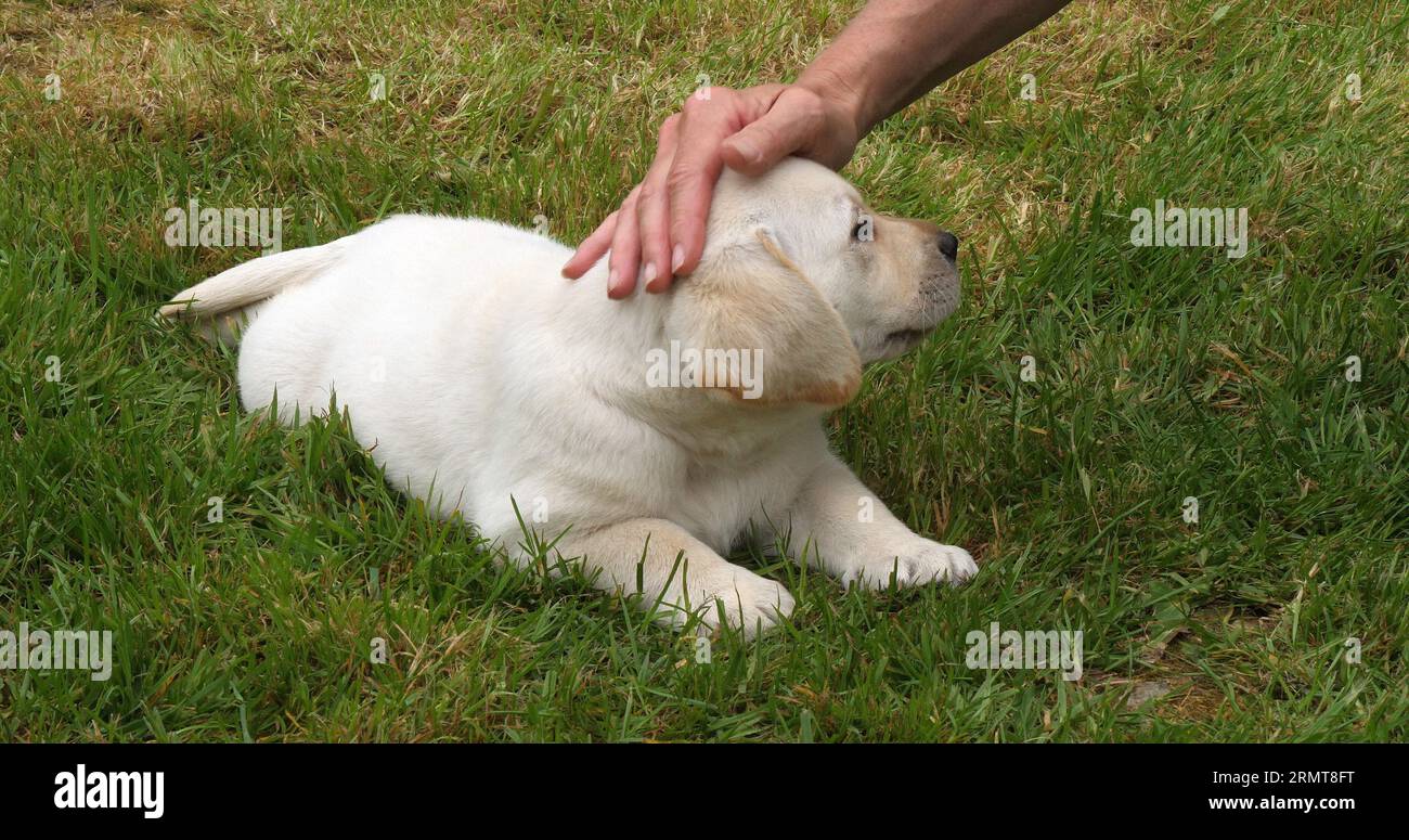 Yellow Labrador Retriever, Puppy Playing with his Mistress on the Lawn ...
