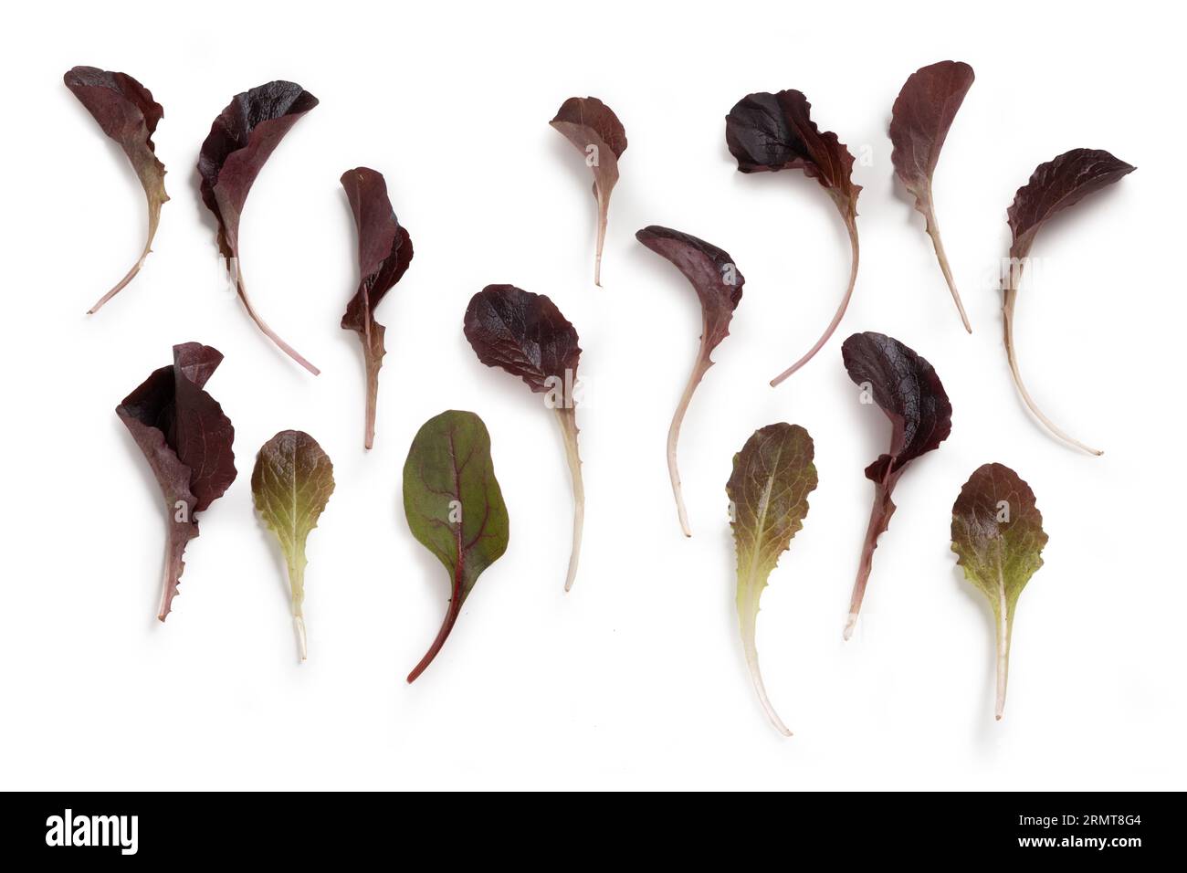 Red Lettuce Leaves, Italian "Lattughino Rosso" - Isolated on White ...