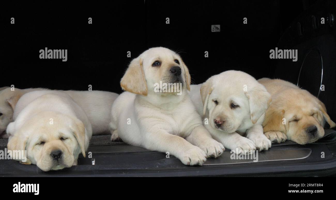 Yellow Lab Puppies Sleeping