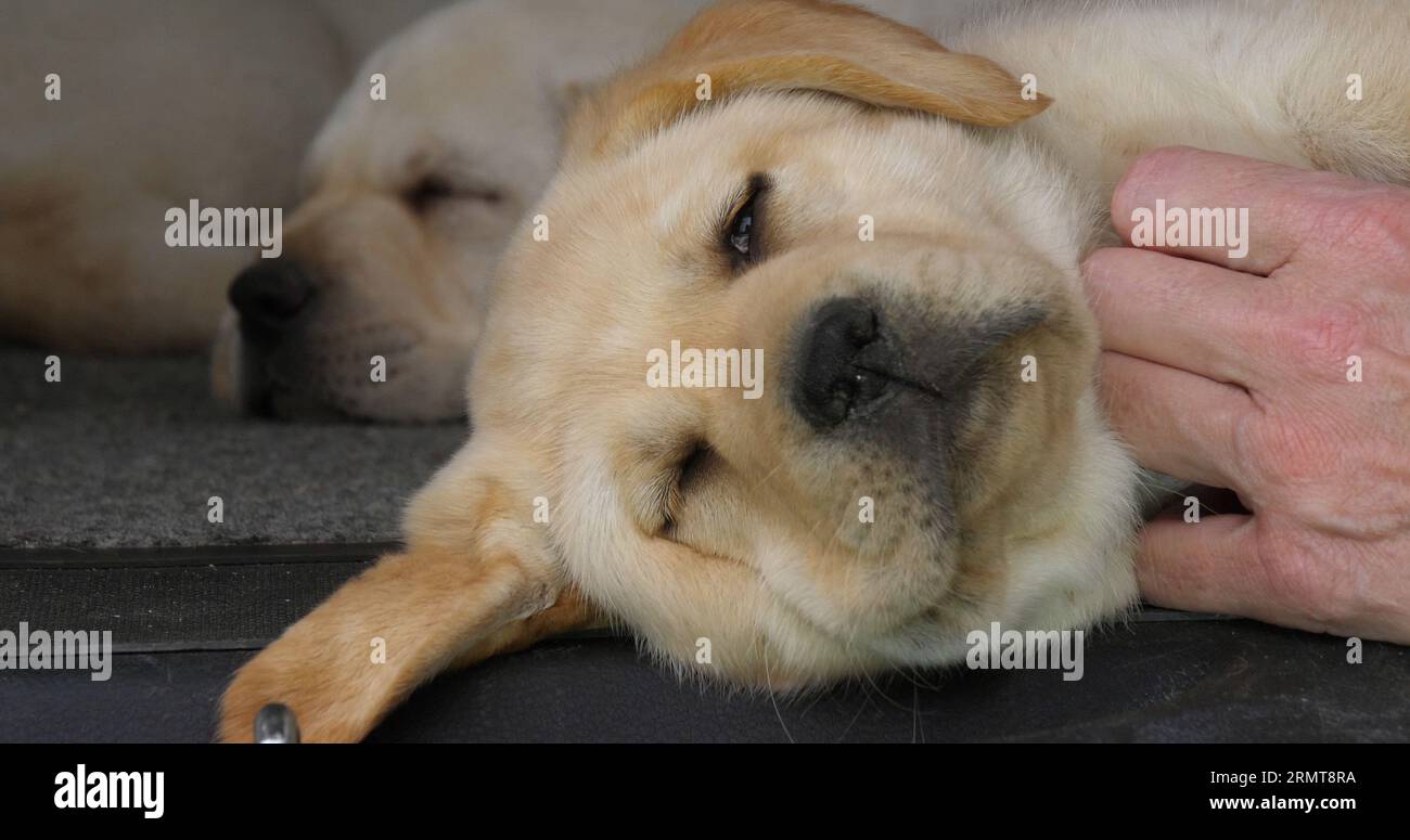 Cute Yellow Lab Puppy Sleeping
