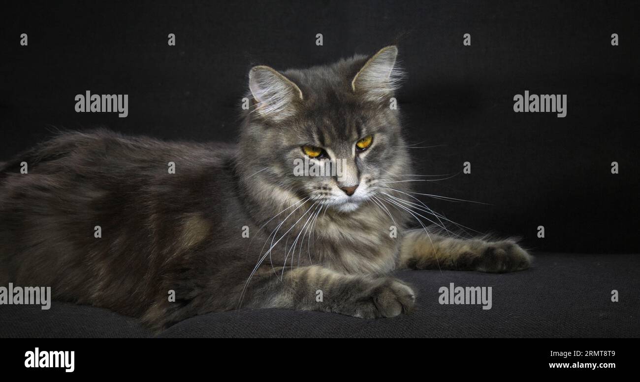 Blue Blotched Tabby Maine Coon Domestic Cat, Female laying against ...