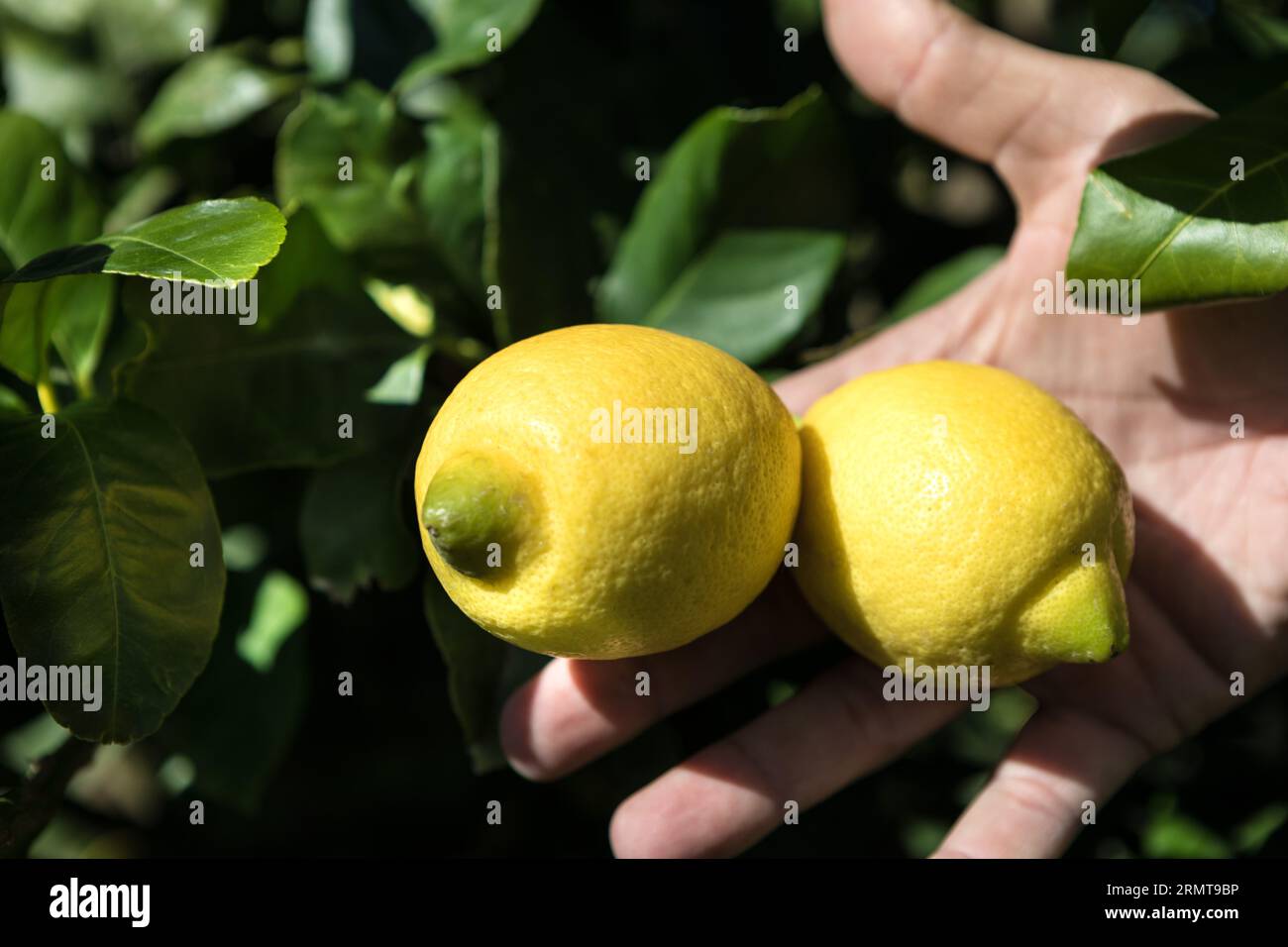 Siracusa lemons hi-res stock photography and images - Alamy