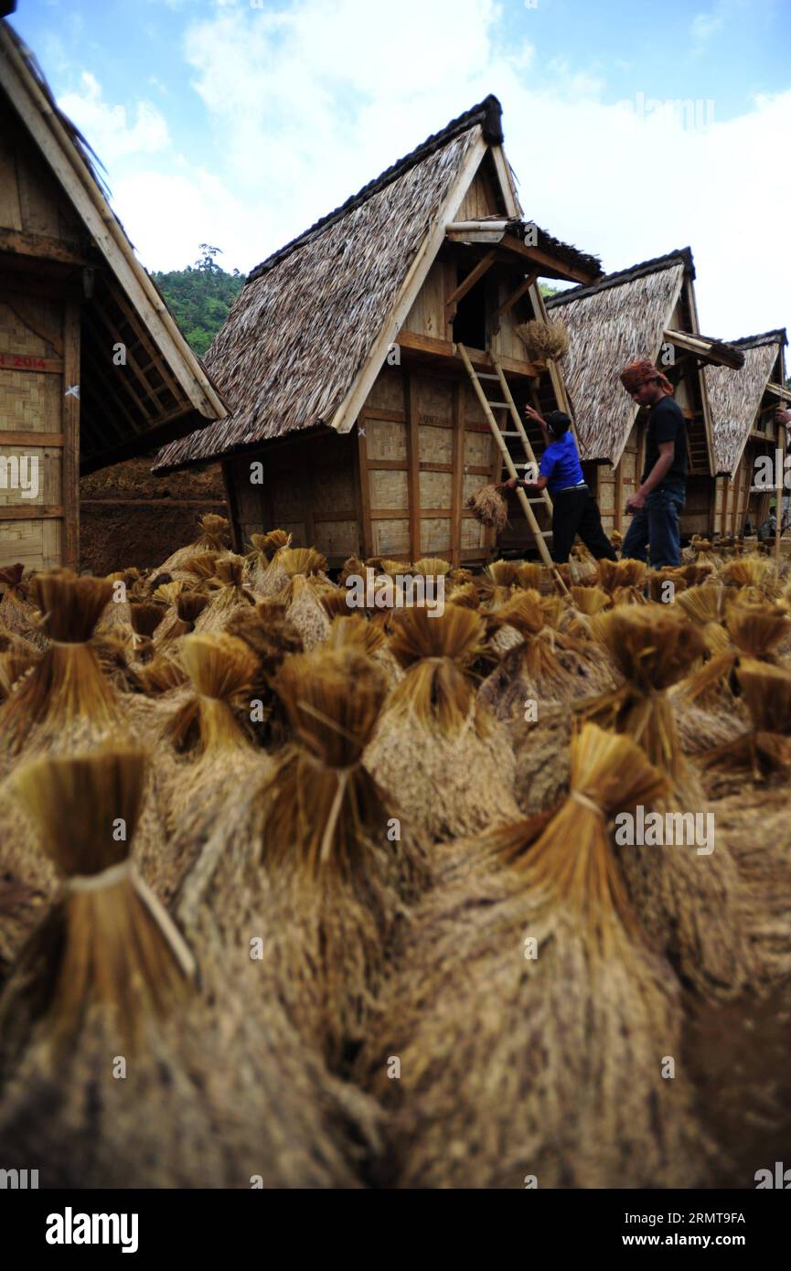 Villagers transfer unhusked rice to store houses during the traditional ...