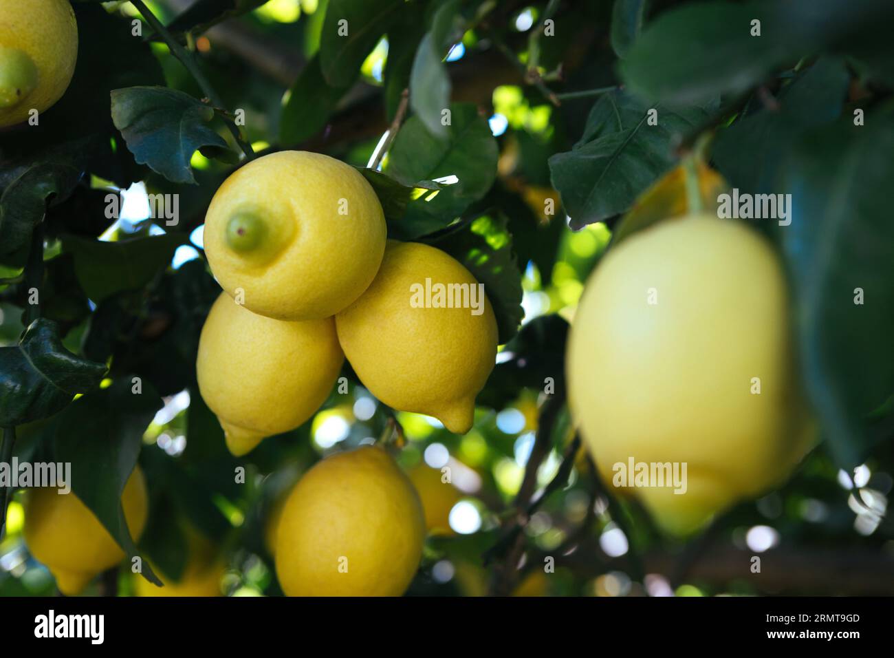 Siracusa lemons hi-res stock photography and images - Alamy