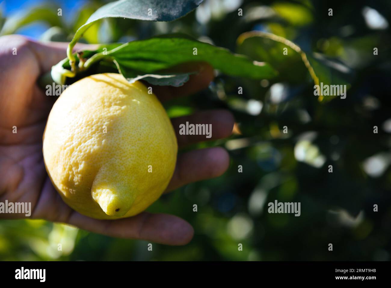 Siracusa lemons hi-res stock photography and images - Alamy