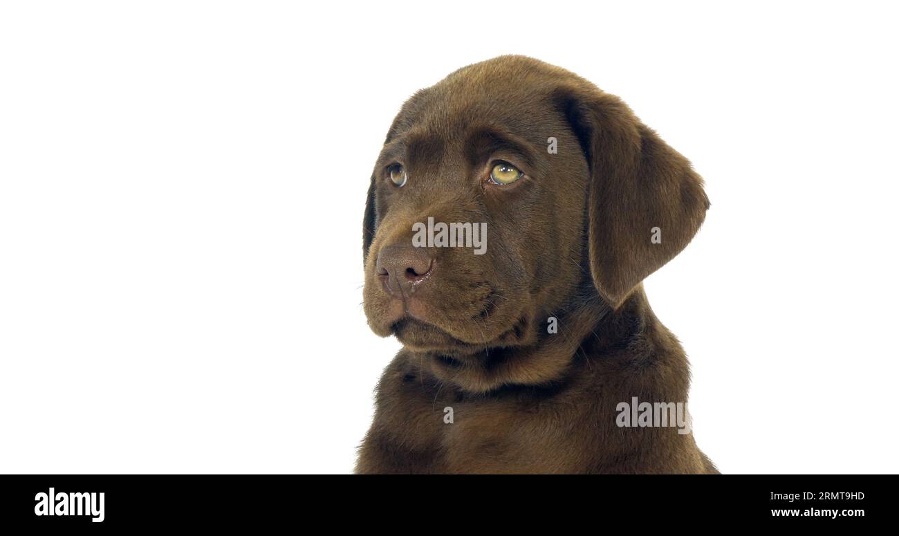 Portrait brown labrador retriever hi-res stock photography and images ...