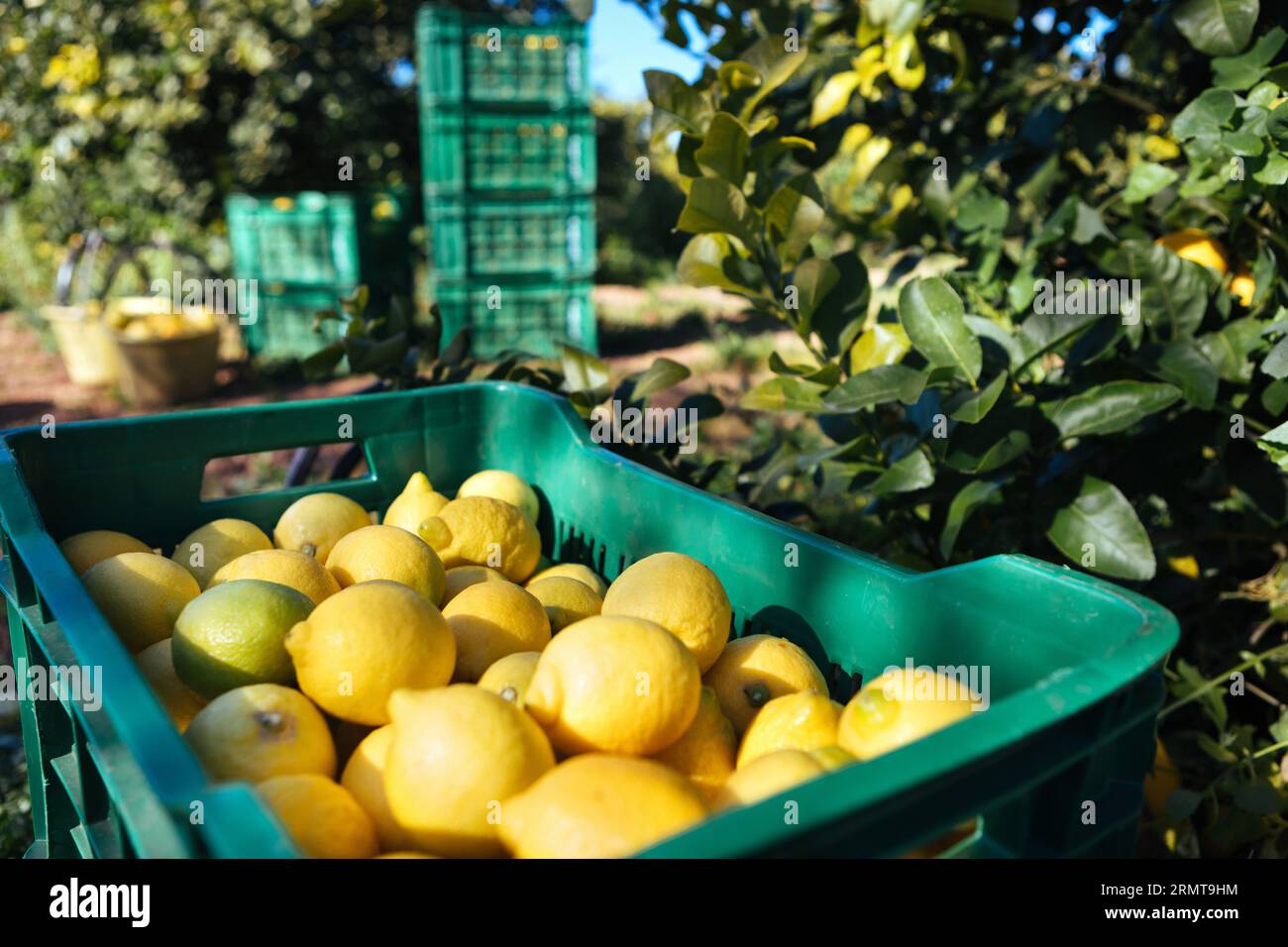 Femminello hi-res stock photography and images - Alamy