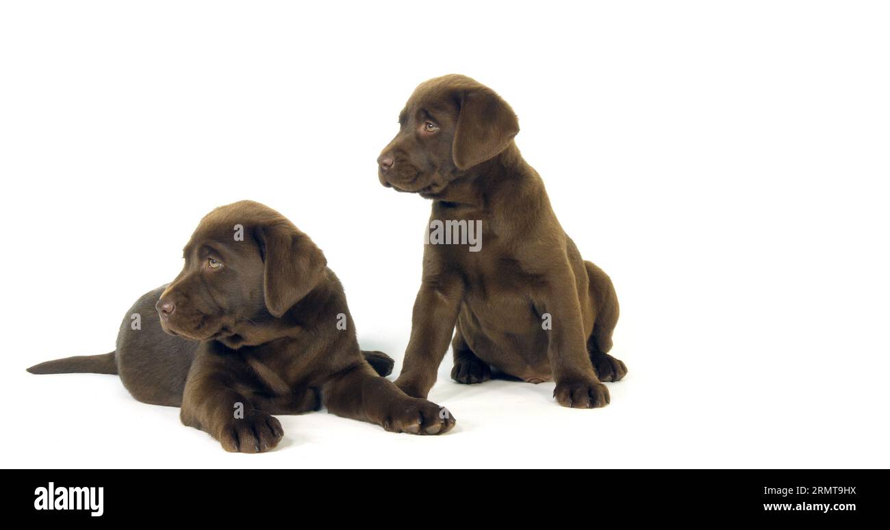Brown Labrador Retriever, Puppies on White Background, Normandy Stock ...