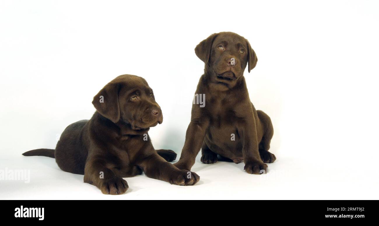 Brown Labrador Retriever, Puppies on White Background, Normandy Stock ...