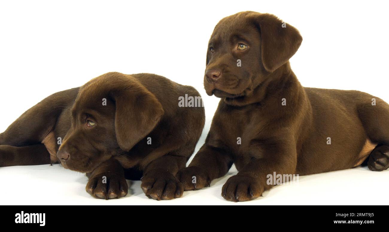 Brown Labrador Retriever, Puppies on White Background, Normandy Stock ...