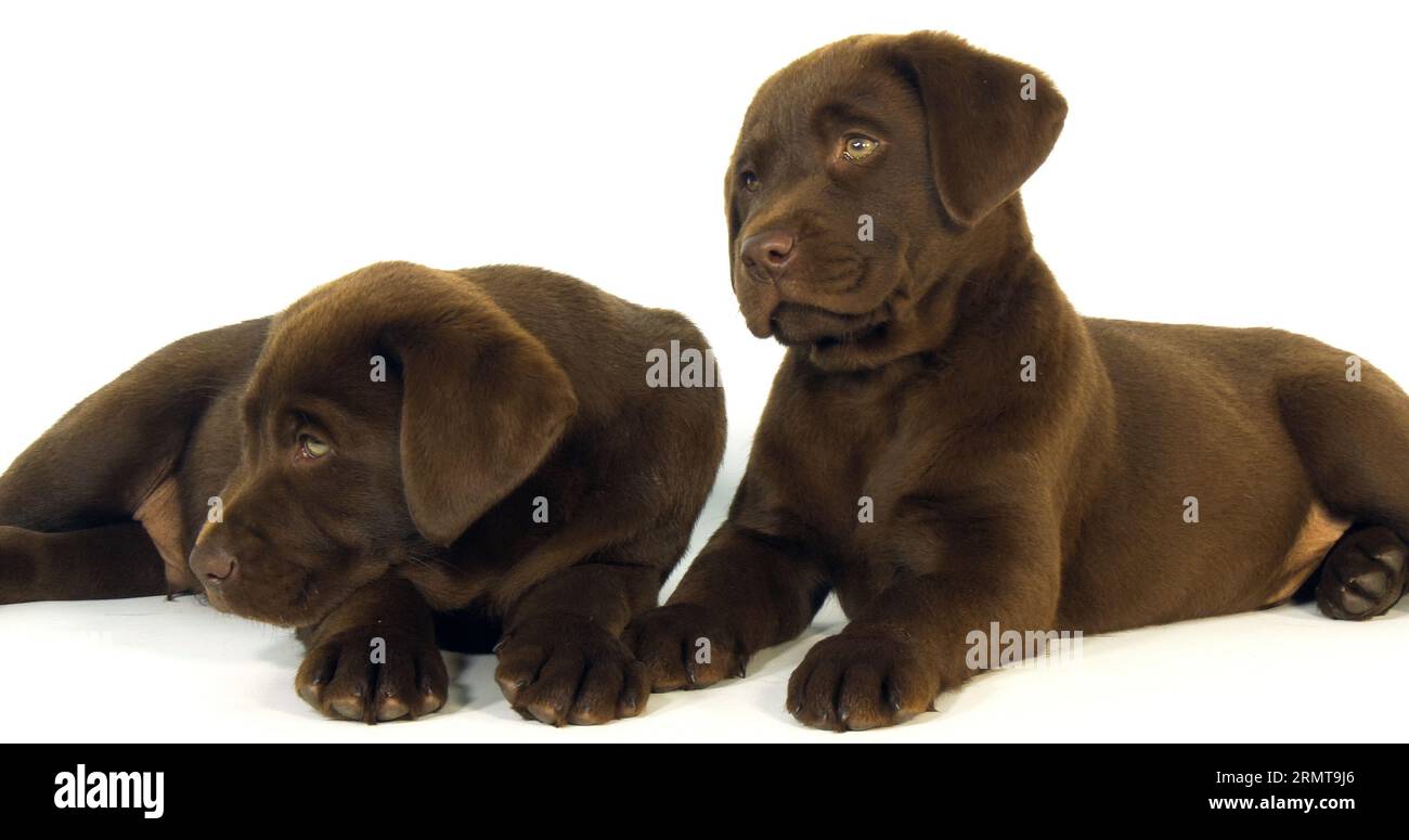 Brown Labrador Retriever, Puppies on White Background, Normandy Stock ...