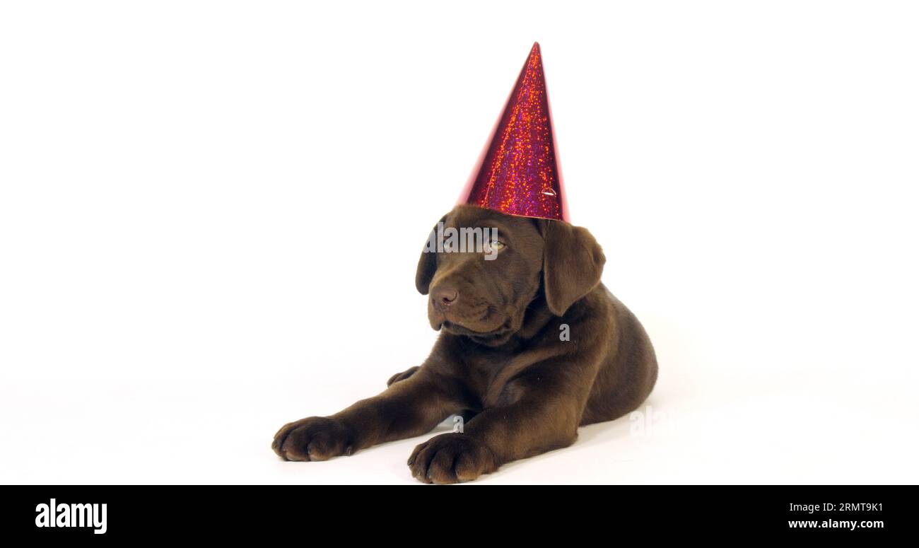 Brown Labrador Retriever, Puppy wearing a Pointed Hat on White ...