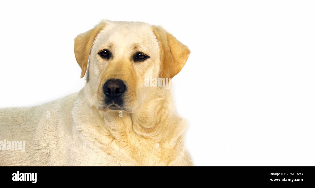 Yellow Labrador Retriever, portrait of Bitch on White Background ...