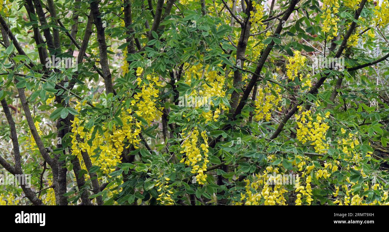 Golden chain tree, laburnum vulgare, in bloom, spring, Normandy in ...