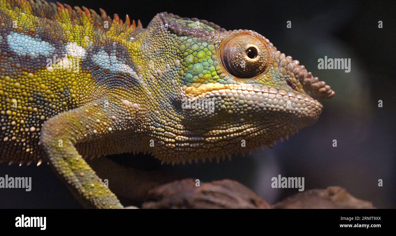 Adult panther chameleon standing on hi-res stock photography and images ...