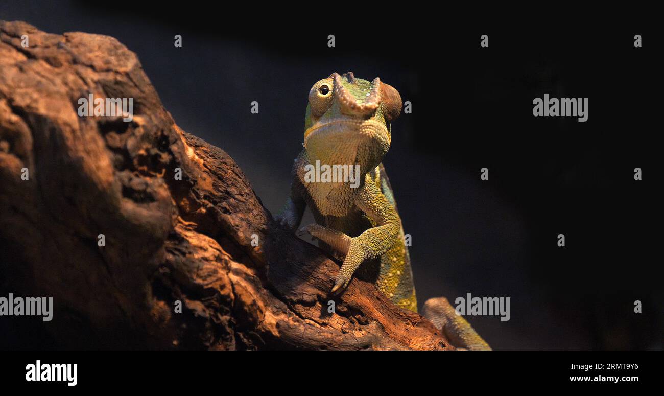 Adult panther chameleon standing on hi-res stock photography and images ...