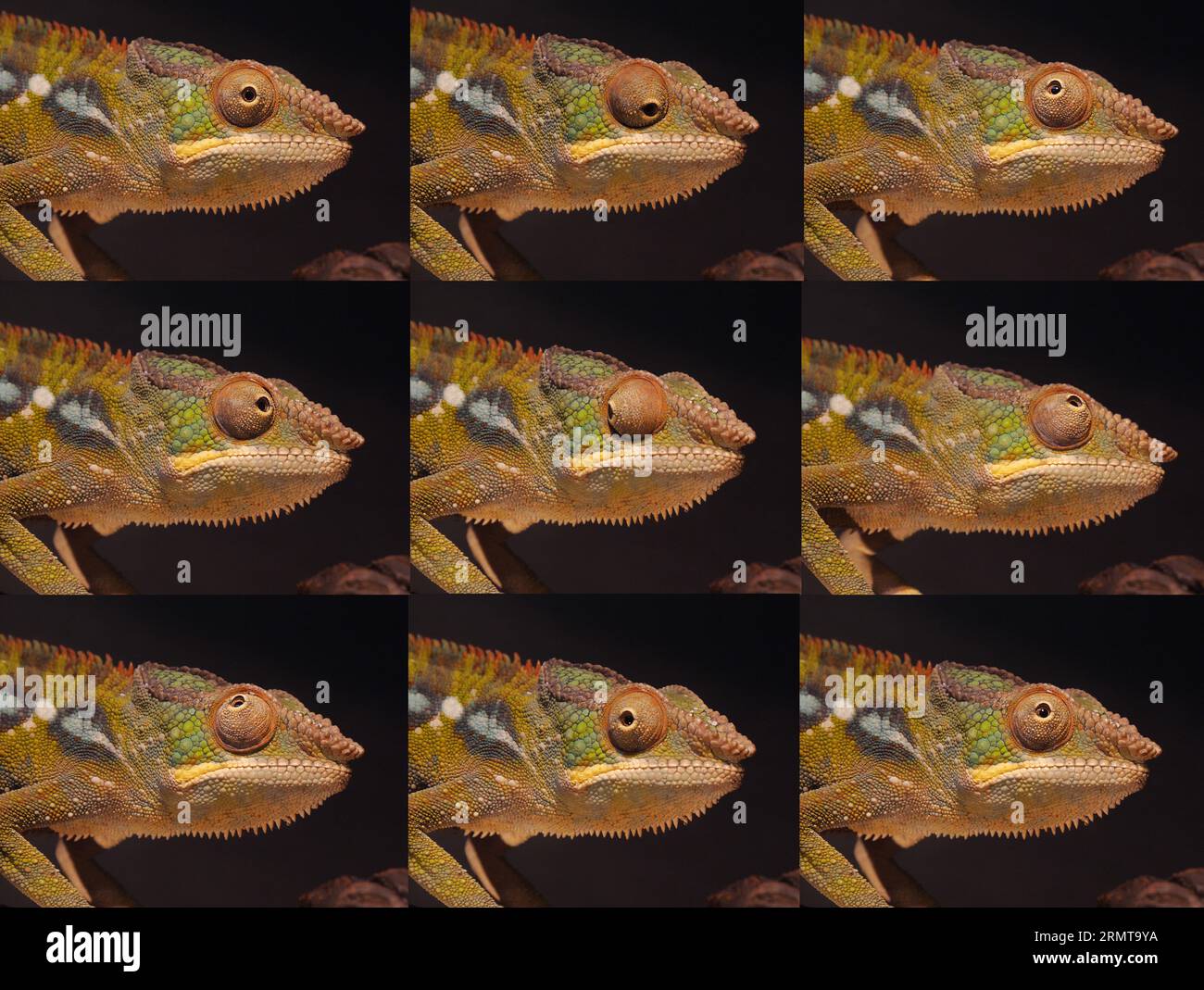 Adult panther chameleon standing on hi-res stock photography and images ...