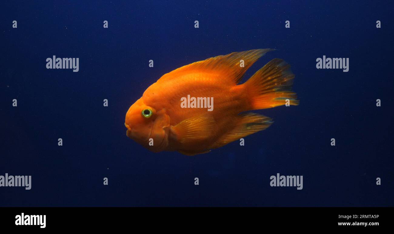 Midas cichlid tropical fish in hi-res stock photography and images - Alamy